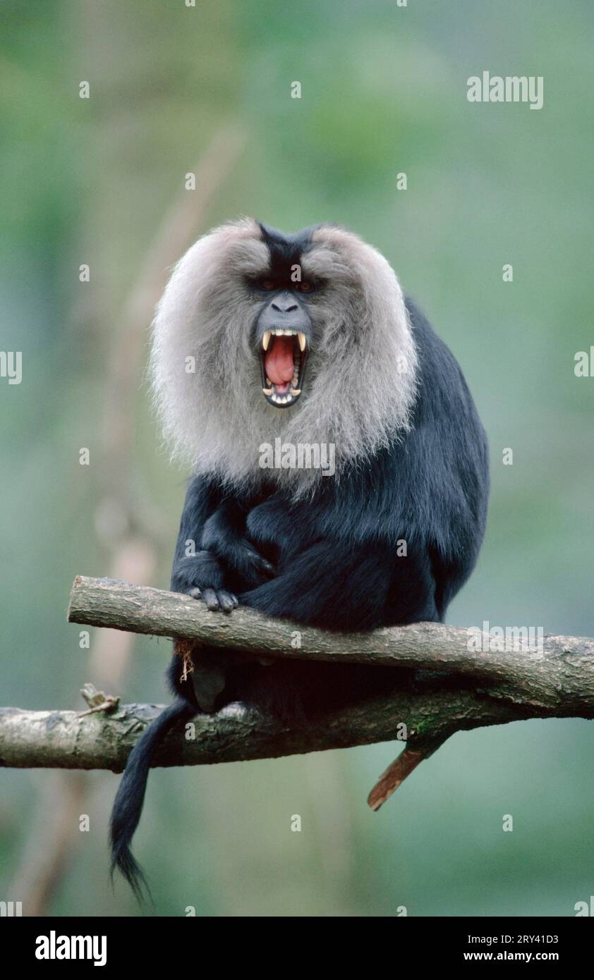 Lion-tailed (primates) Macaque (Macaca silenus), male, threatening ...