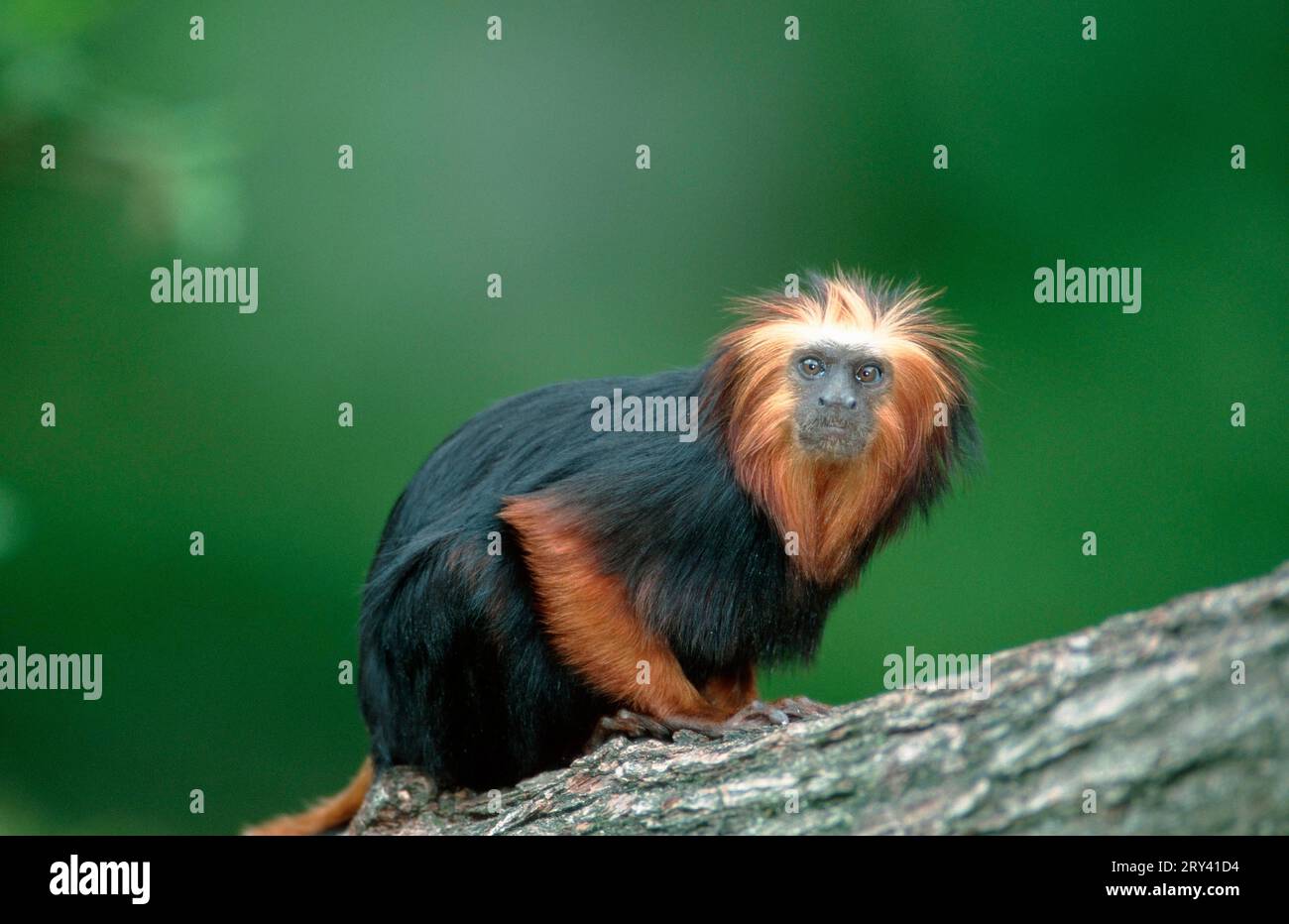 Golden-headed tamarin (Leontopithecus rosalia chrysomelas Stock Photo ...