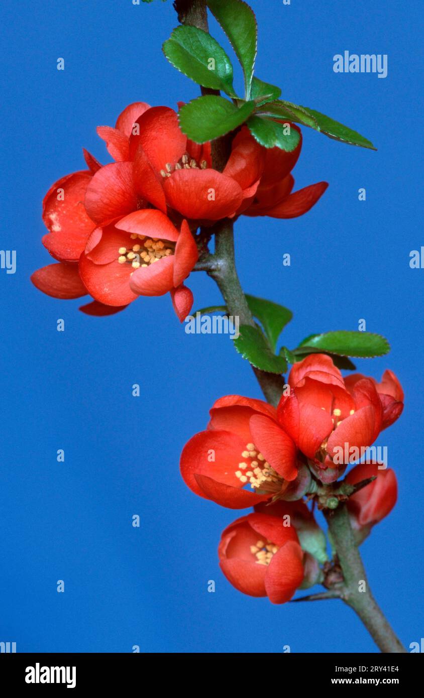 Ornamental Quince, blossoms (Chaenomeles hybride), ornamental quince ...