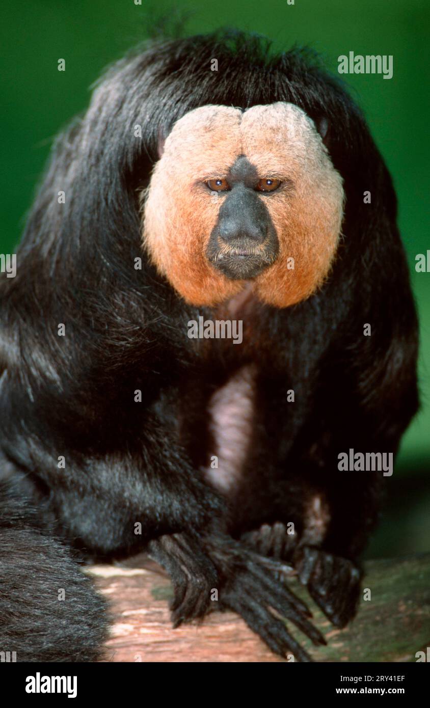 Pale faced saki monkey hi-res stock photography and images - Alamy