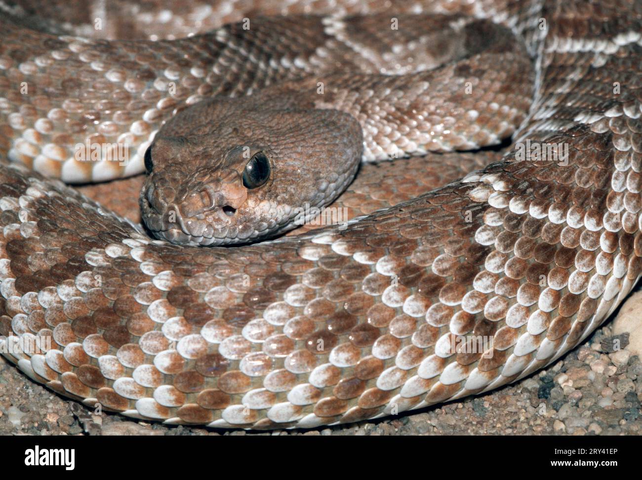 Red Diamond Rattlesnake (Crotalus ruber Stock Photo - Alamy