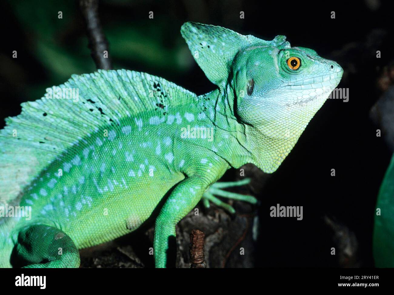 Green plumed basilisk (Basiliscus plumifrons), double-crested basilisk ...