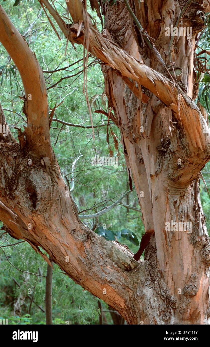 Tasmanian Blue Gum (Eucalyptus globulus) tree Stock Photo - Alamy