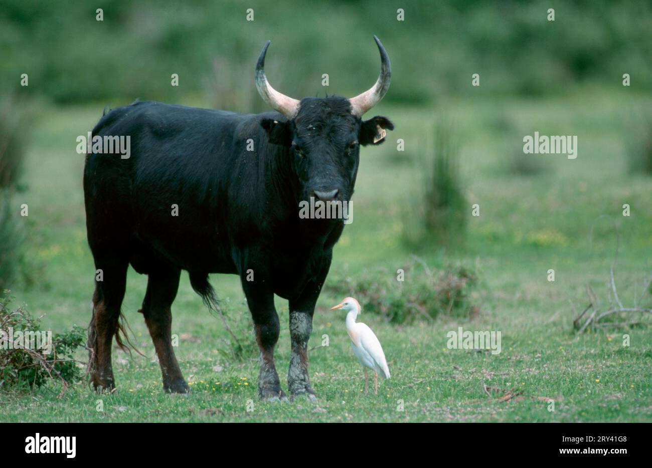 Camargue bull and cattle egret (Bubulcus ibis), Camargue, South of ...