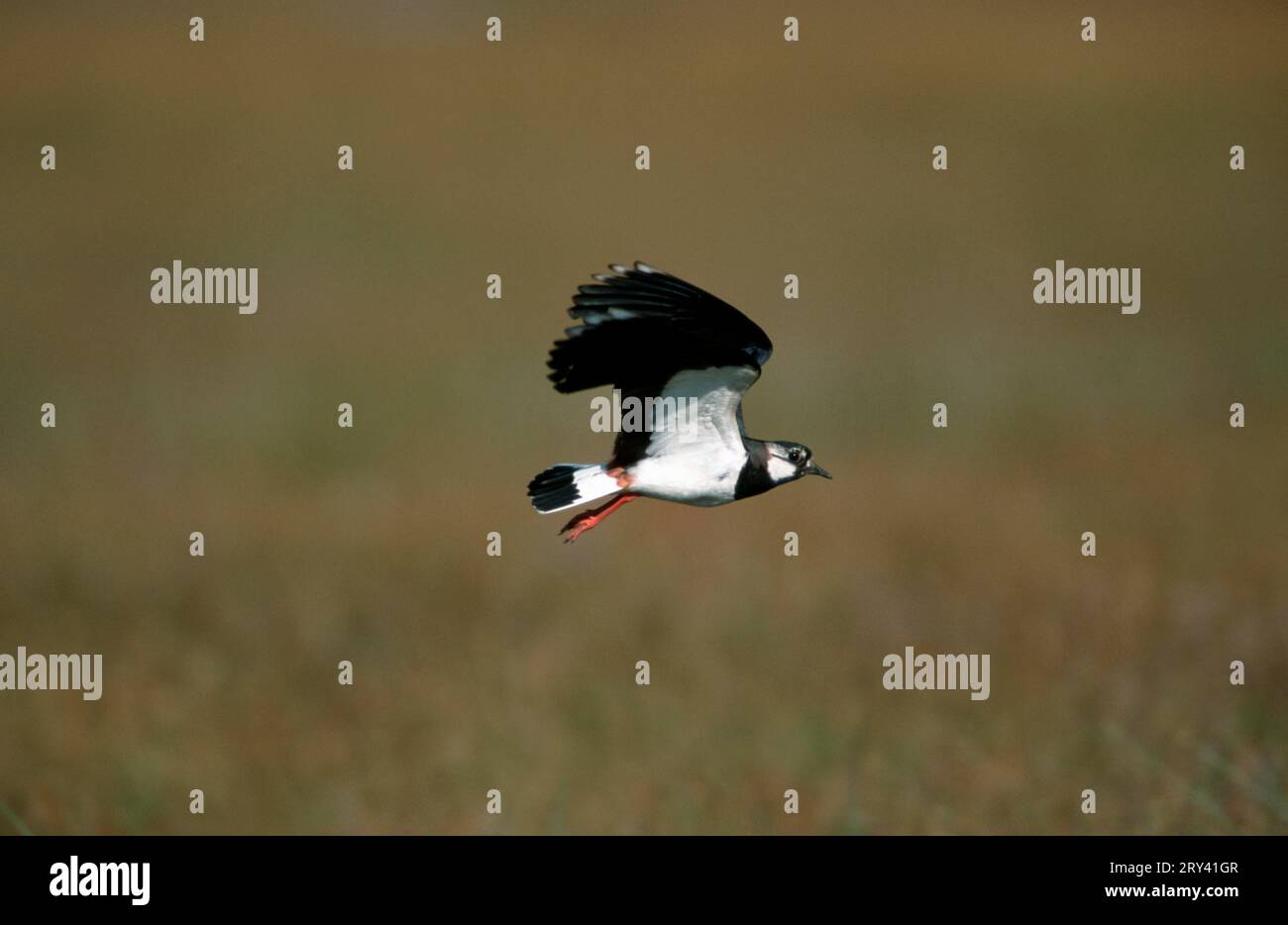 Northern lapwing texel hi-res stock photography and images - Alamy