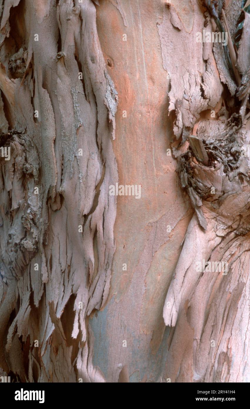 Tasmanian Blue Gum (Eucalyptus globulus) tree bark Stock Photo - Alamy