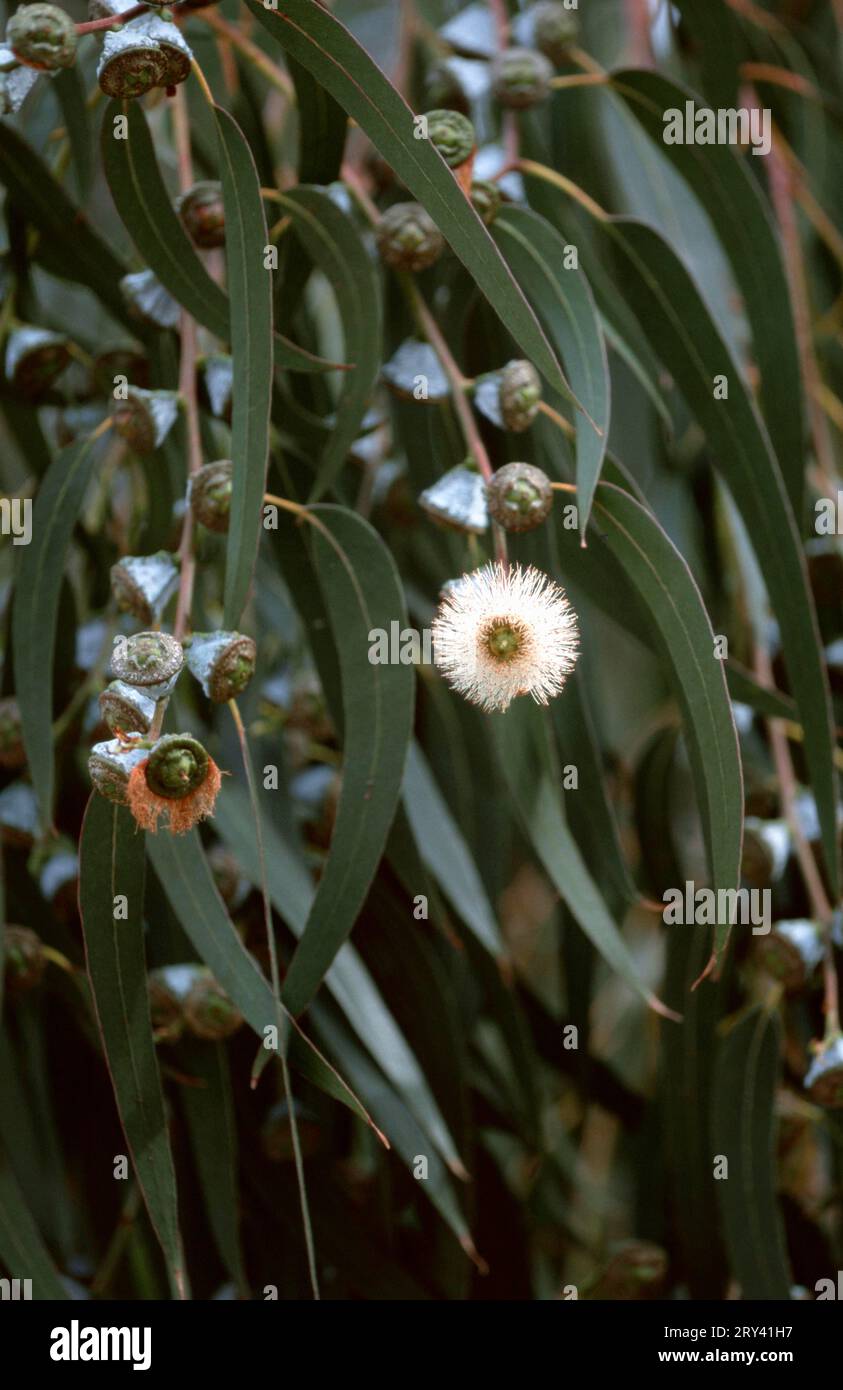 Tasmanian Blue Gum (Eucalyptus globulus) tree Stock Photo - Alamy