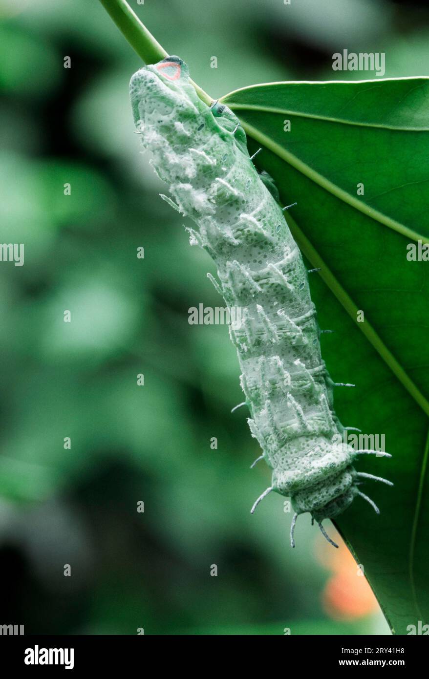 Atlas moth (Attacus atlas), caterpillar, Other animals, other animals ...