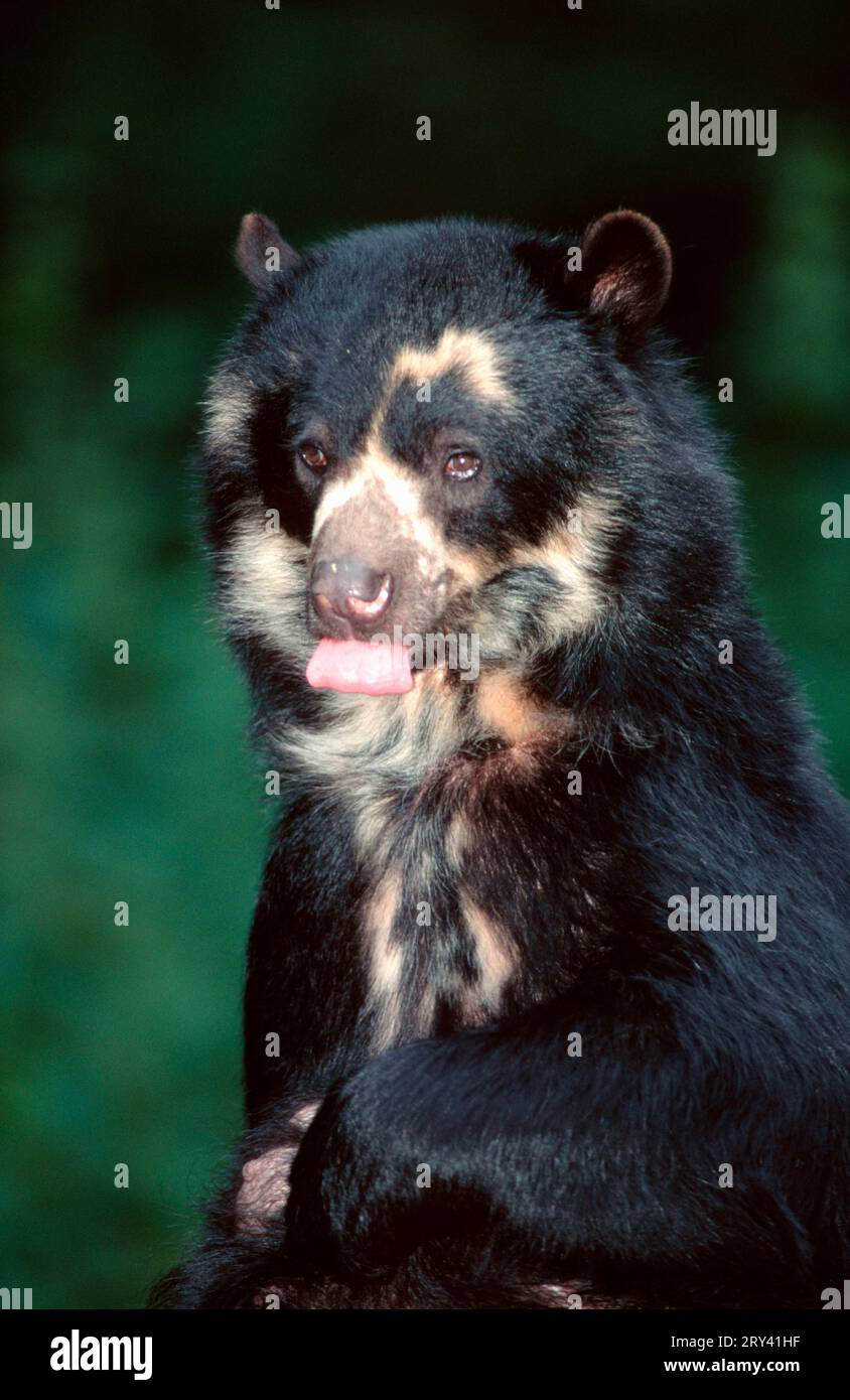 Spectacled Bear (Tremarctos ornatus), Andean Bear Stock Photo - Alamy
