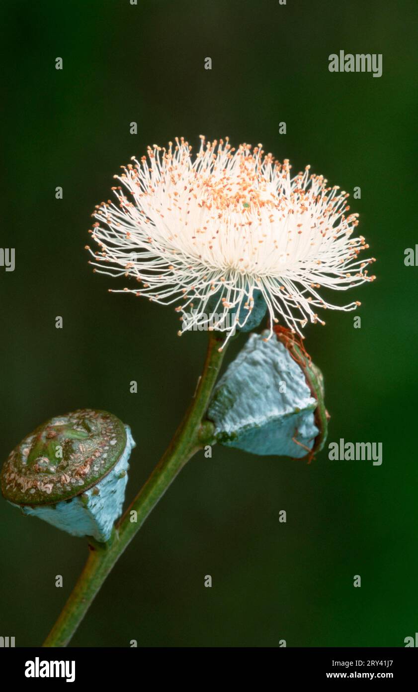 Tasmanian Blue Gum (Eucalyptus globulus) tree, blossom and fruit Stock ...