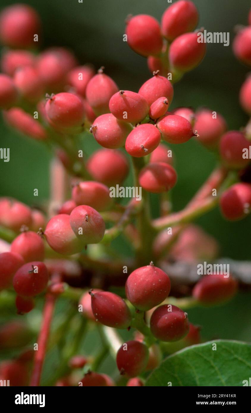 Terebinth tree hi-res stock photography and images - Alamy