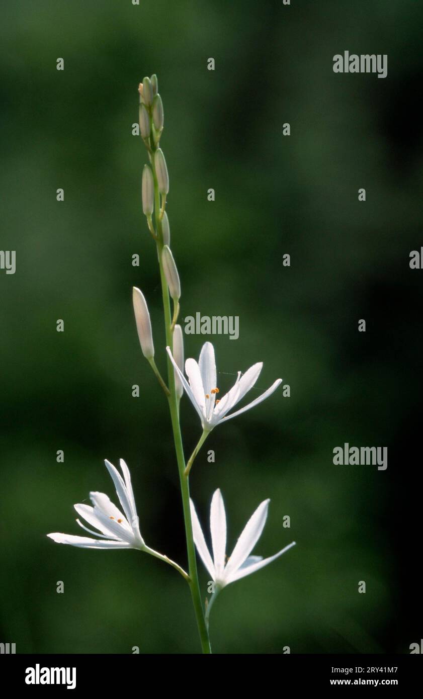 St. Bernard Lily, Provence, st bernard's lily (Anthericum liliago Stock ...