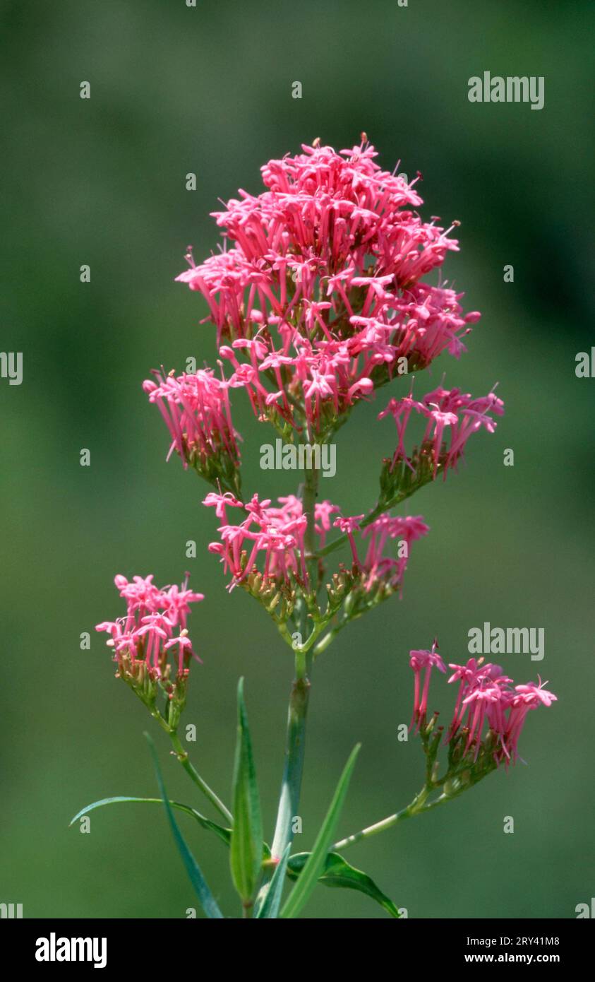 List of latin greek words commonly used in systematic names hi-res ...