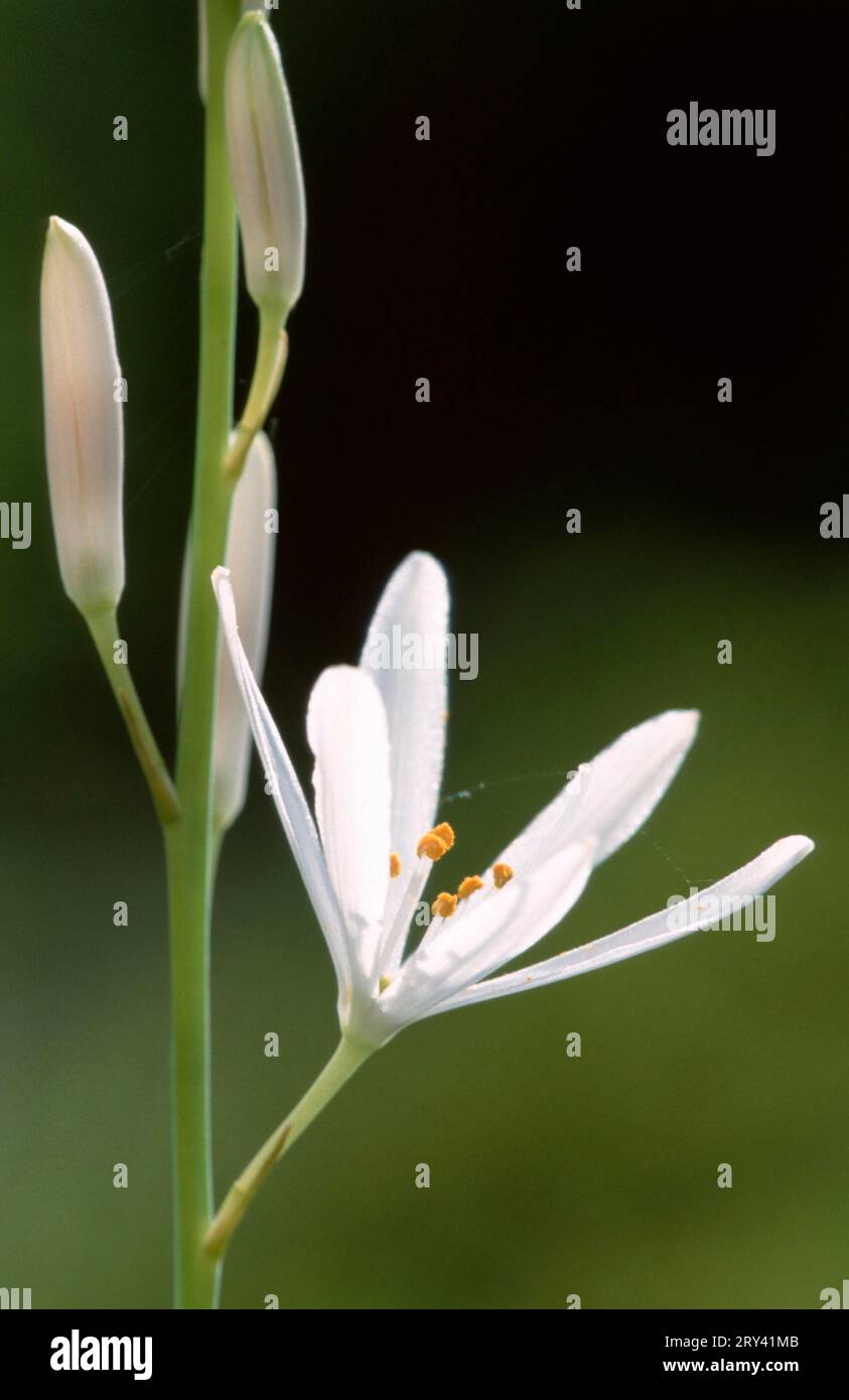 St. Bernard Lily, Provence, st bernard's lily (Anthericum liliago Stock ...