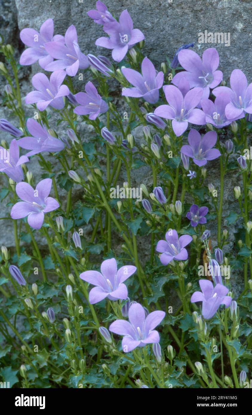 Dalmatian bellflower (Campanula portenschlagiana) bellflowers Stock ...