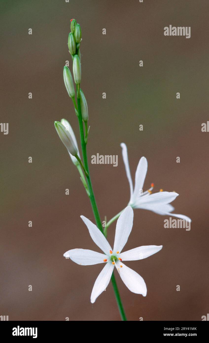St. Bernard Lily, Provence, st bernard's lily (Anthericum liliago Stock ...