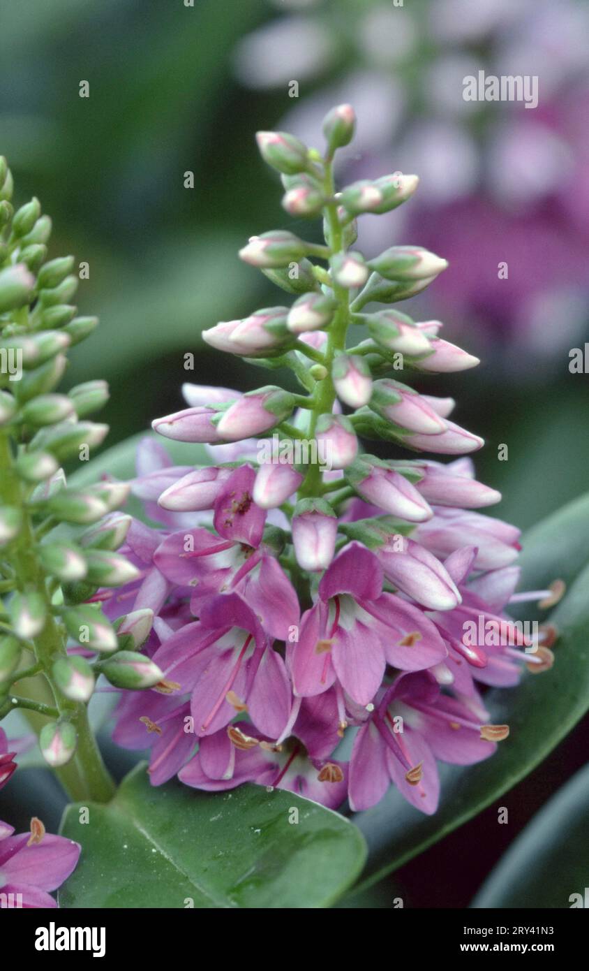 Hebe x andersonii hi-res stock photography and images - Alamy