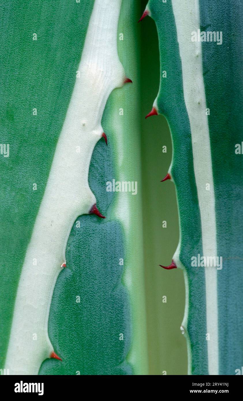 Agaves (Agave), leaf detail with spines Stock Photo - Alamy