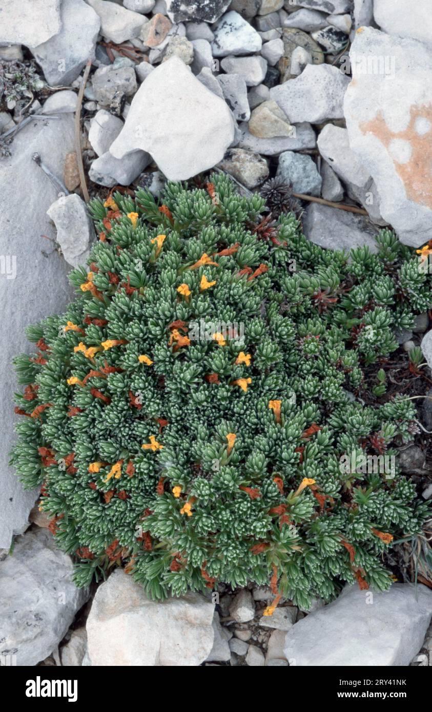 Golden primrose, Provence, South of France (Vitaliana primuliflora ...
