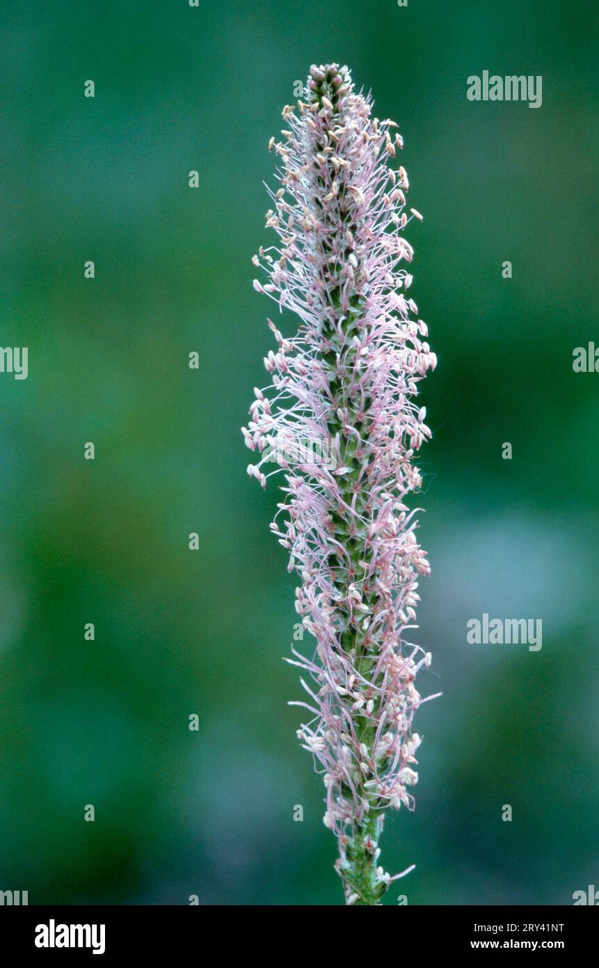 Flowering grass, Timothe, timothy-grass (Phleum pratense), Germany ...