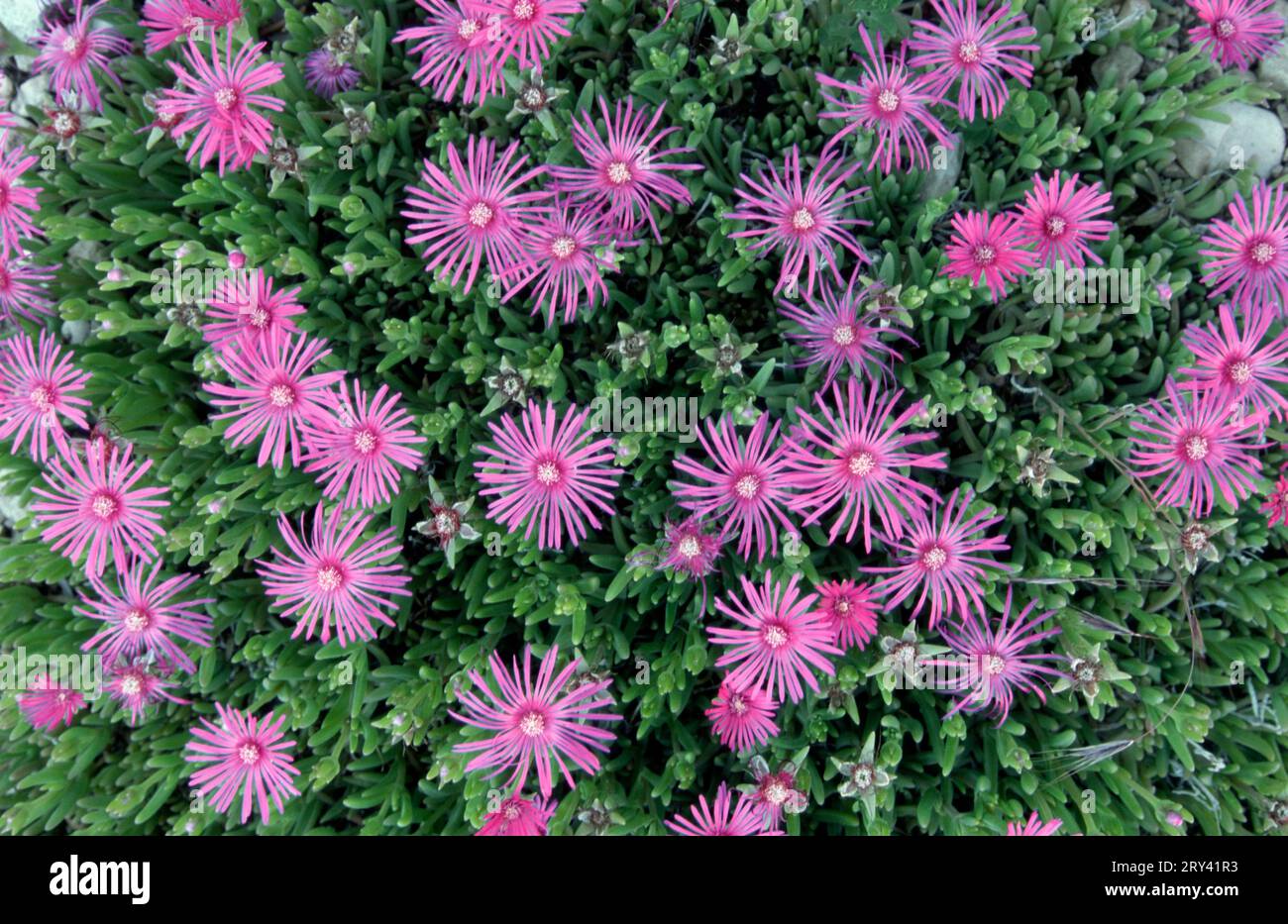 Ice Plant (Delosperma crispata), Ice Plant, flowers, garden plants Ice ...