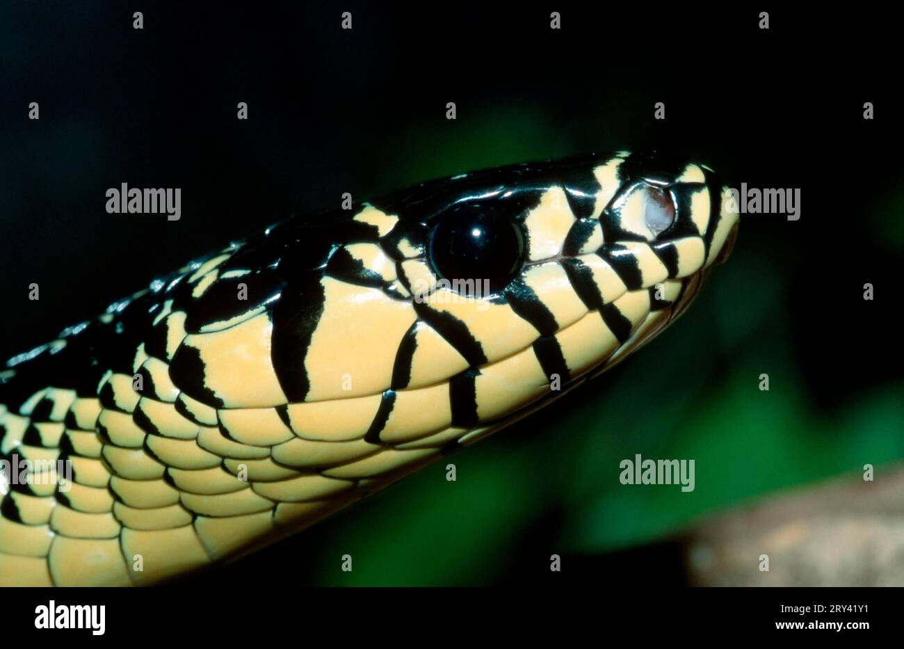 Chicken snake hi-res stock photography and images - Alamy