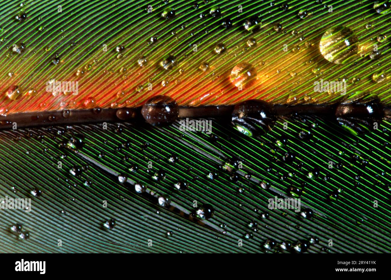 Water drops on parrot feathers Stock Photo - Alamy
