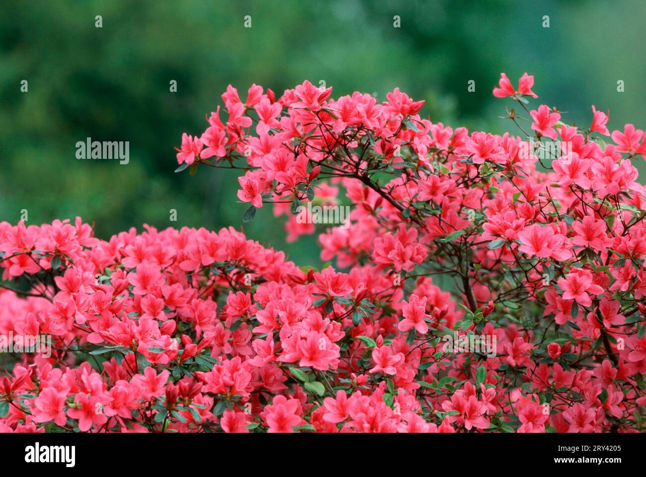 Blooming Azalea (Azalea hybrida), flowering azalea, plants, shrubs ...