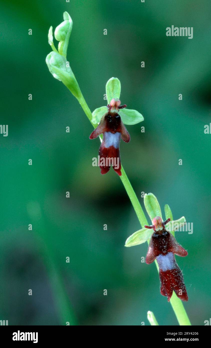 Fly Orchid (Ophrys insectifera), Provence, Southern France Stock Photo ...