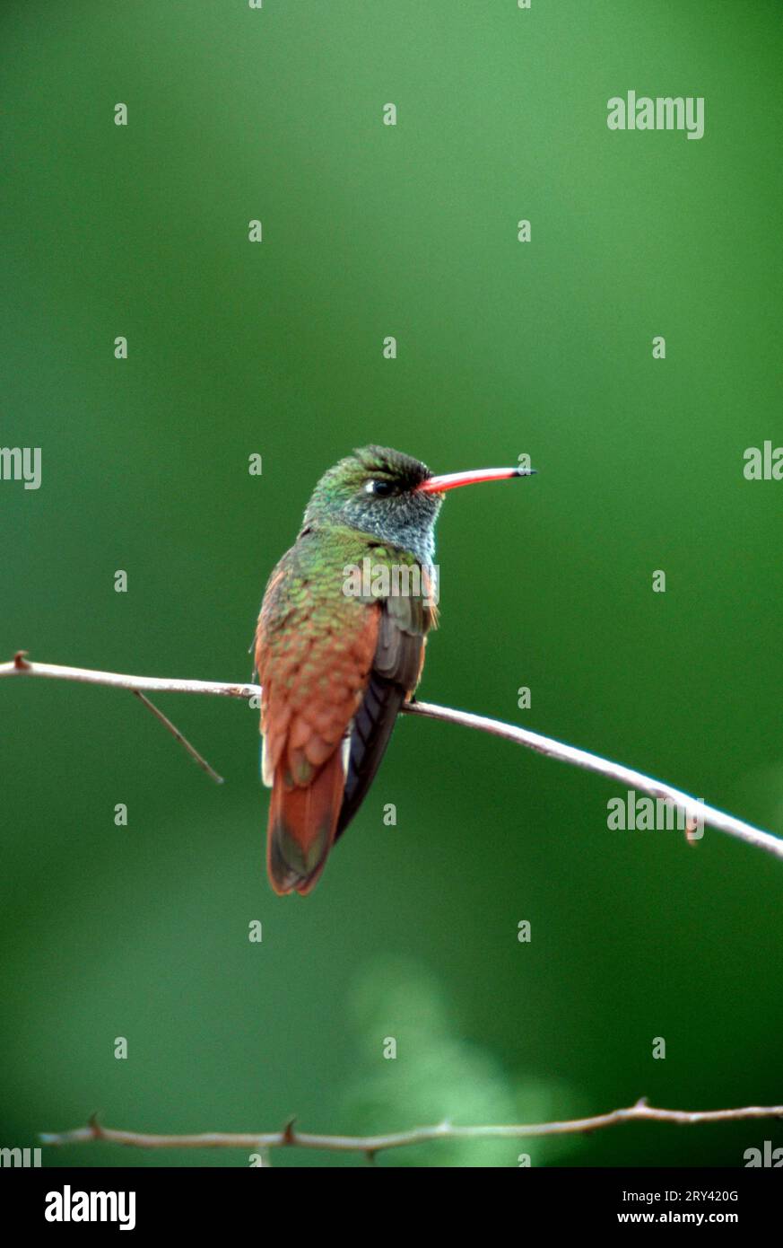Buff-bellied Hummingbird (Amazilia yucatanensis Stock Photo - Alamy