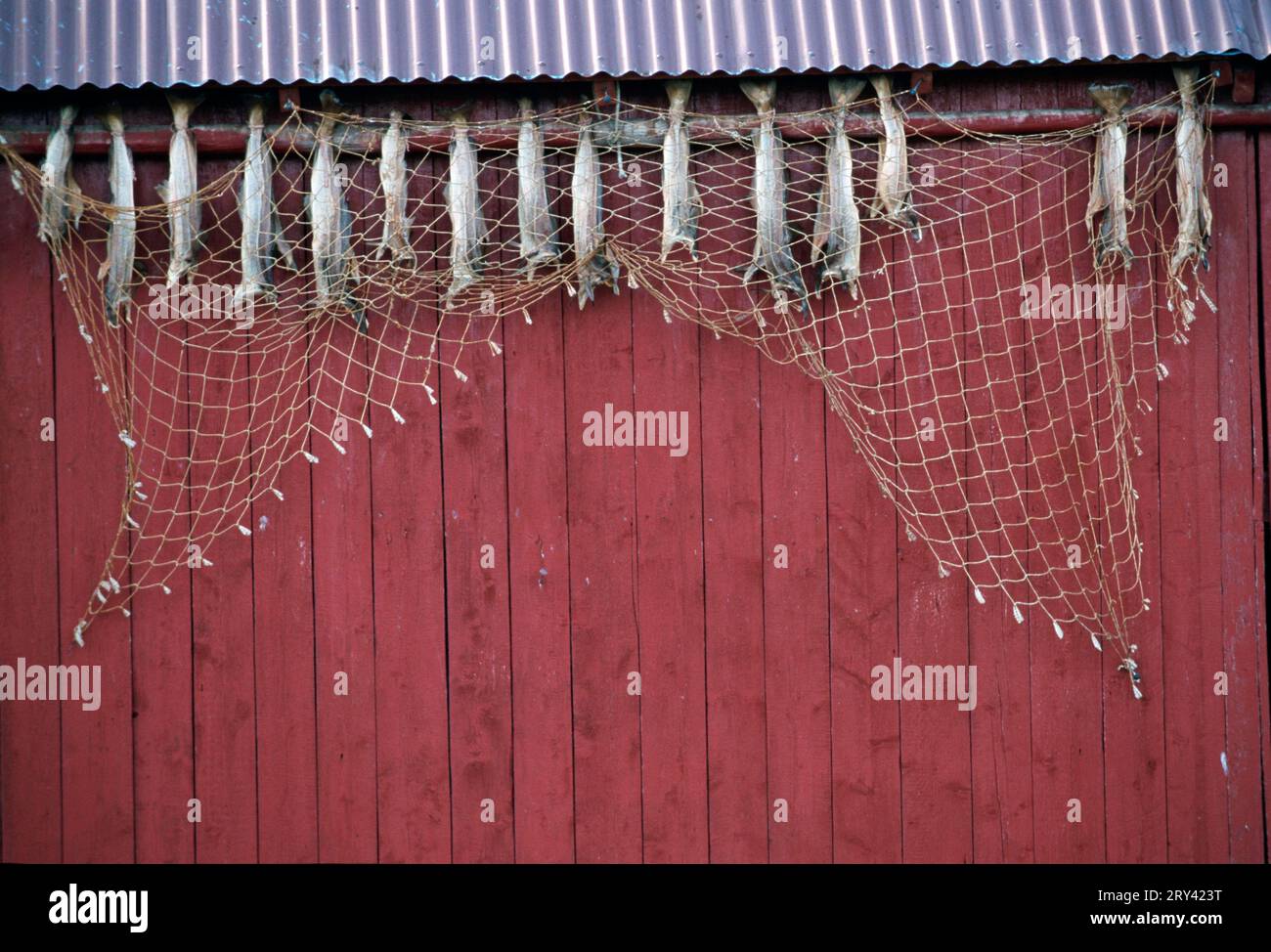 Dried cod and fishing net in a fishing hut, Lofoten, Norway Stock Photo ...