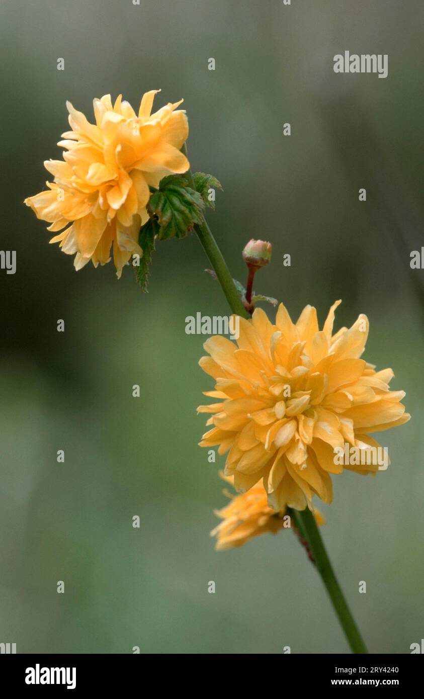 Double-flowering Japanese Kerria (Kerria japonica pleniflora Stock ...