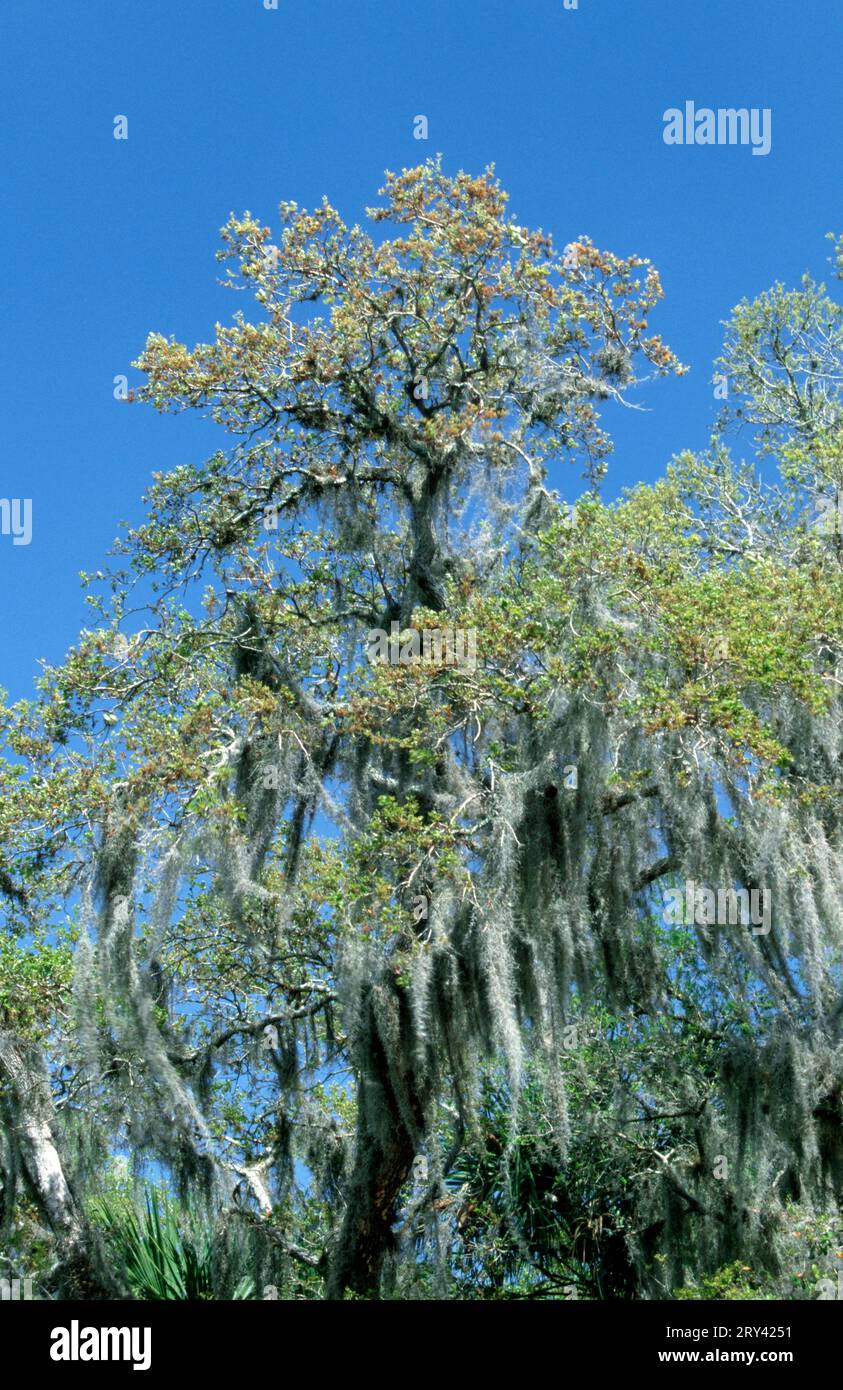 Tree with Spanish Moss (Tillandsia usneoides), Myakka State Park ...
