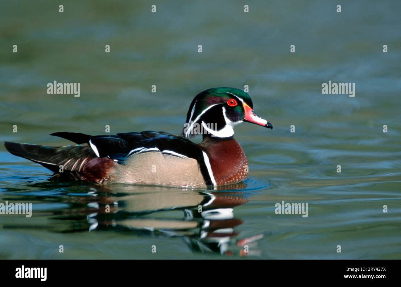 Wood Duck (Aix sponsa), male, side Stock Photo - Alamy