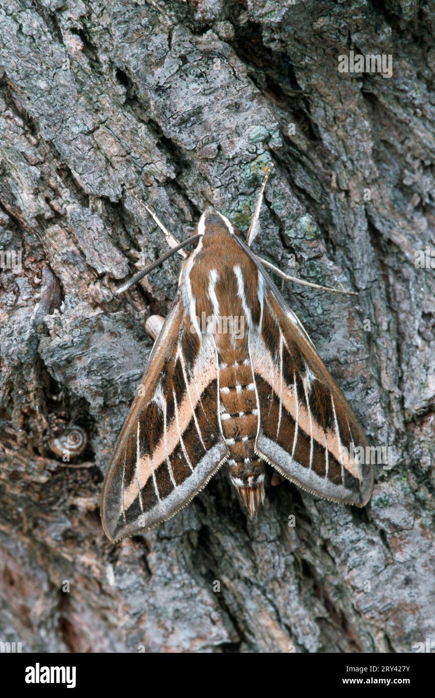 White-lined Sphinx (Hyles lineata), Camargue, Southern France Stock ...