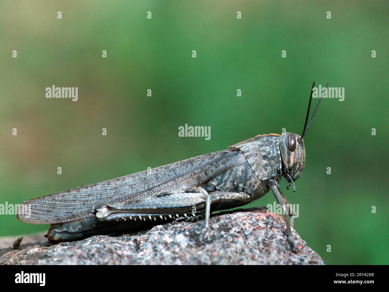 European Miegratorian Locusts, Provence, Southern France (Locusta ...