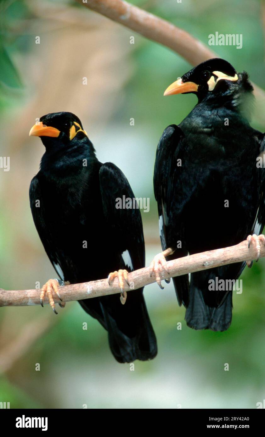 Southern Crackles (Gracula religiosa Stock Photo - Alamy