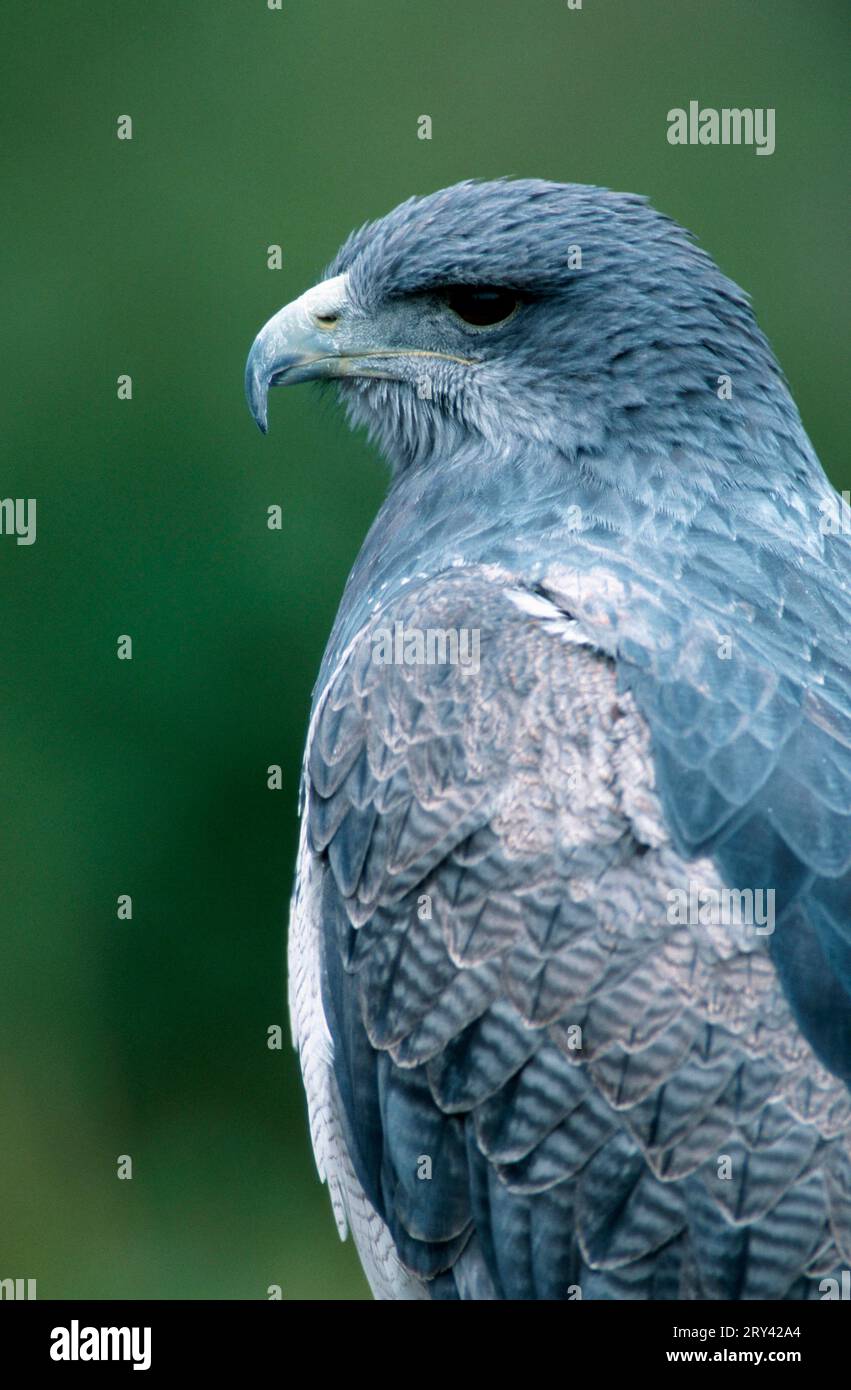 Black-chested buzzard-eagle (Geranoaetus melanoleucus Stock Photo - Alamy