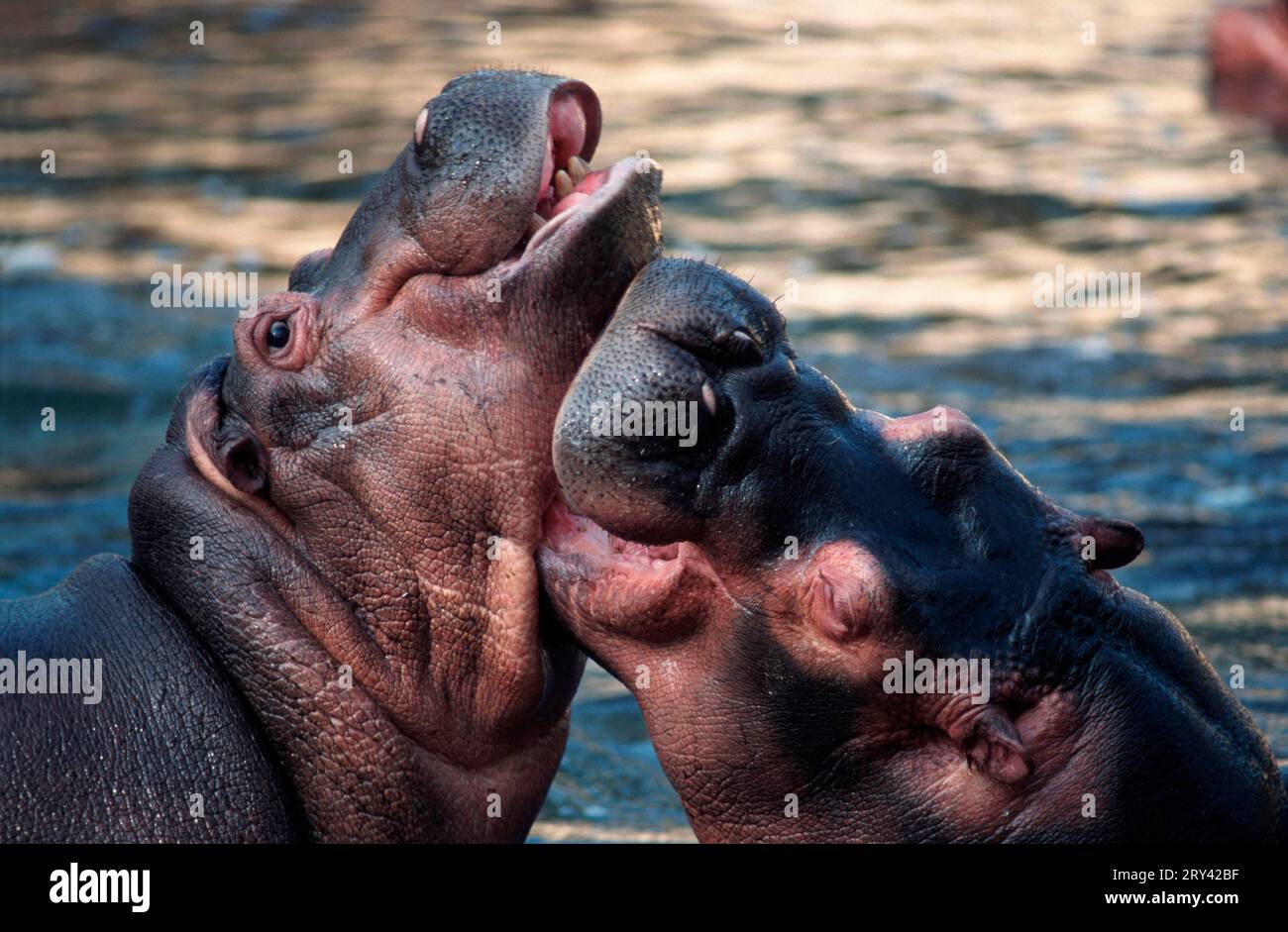 Hippos (Hippopotamus amphibius), young animals Stock Photo - Alamy