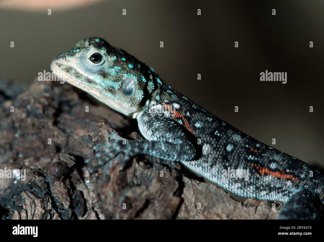 Young Common common agama (Agama agama Stock Photo - Alamy