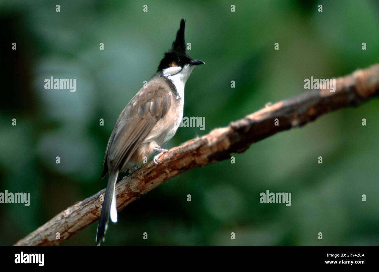 Red-whiskered Bulbul (Pycnonotus jocosus Stock Photo - Alamy