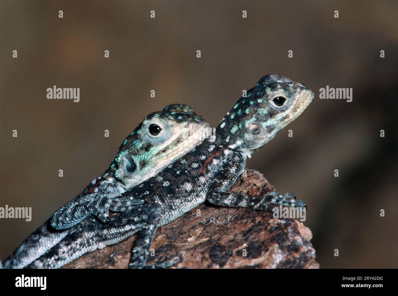 Young Common Agamas (Agama agama), common agamas, juveniles, agamas ...