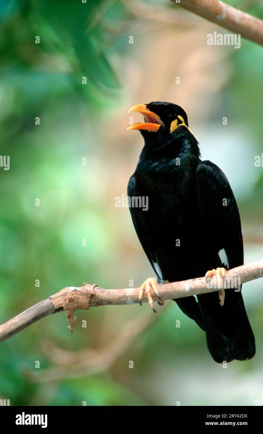 Southern Crackle (Gracula religiosa Stock Photo - Alamy