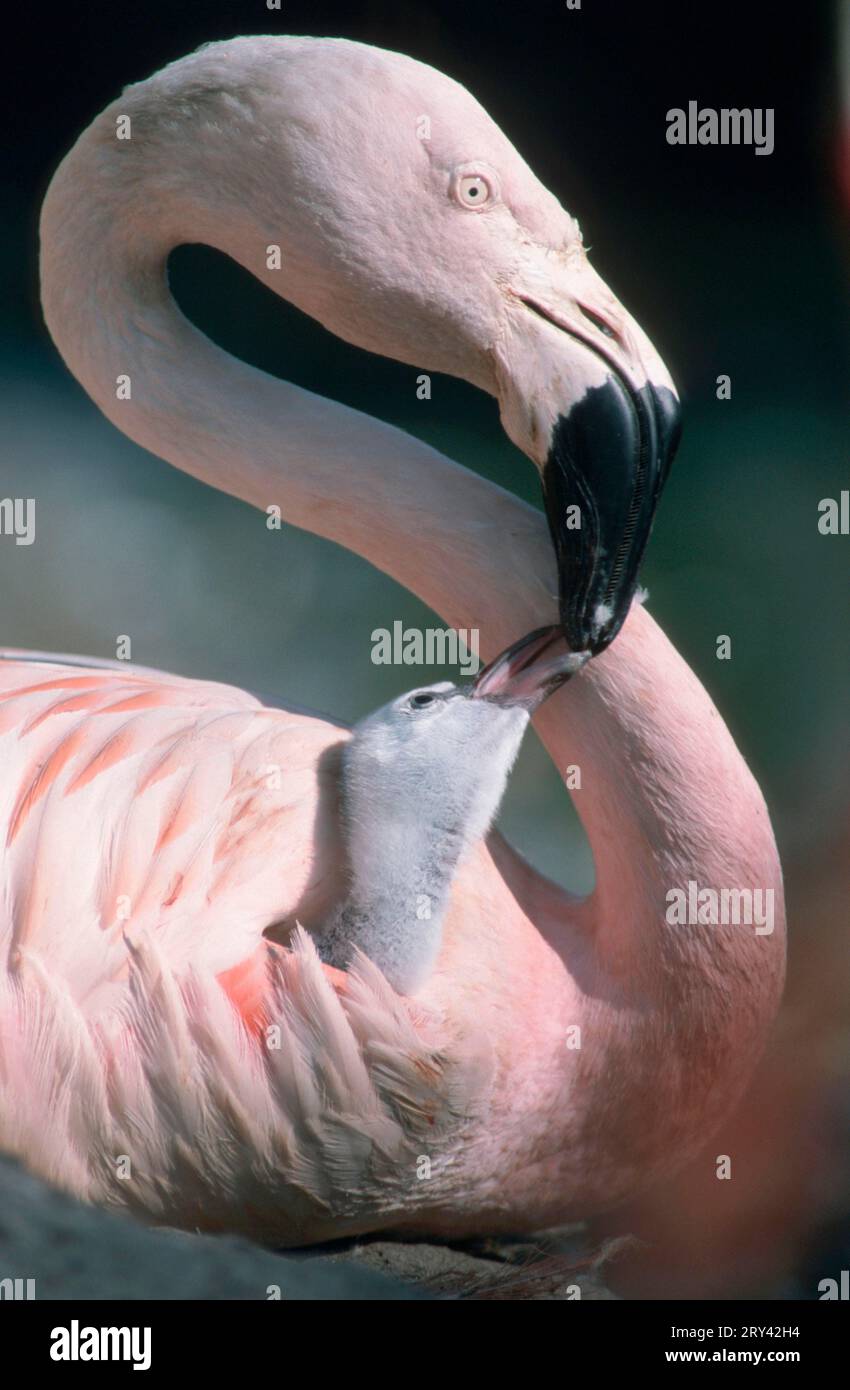 Flamingo chick feed hi-res stock photography and images - Alamy