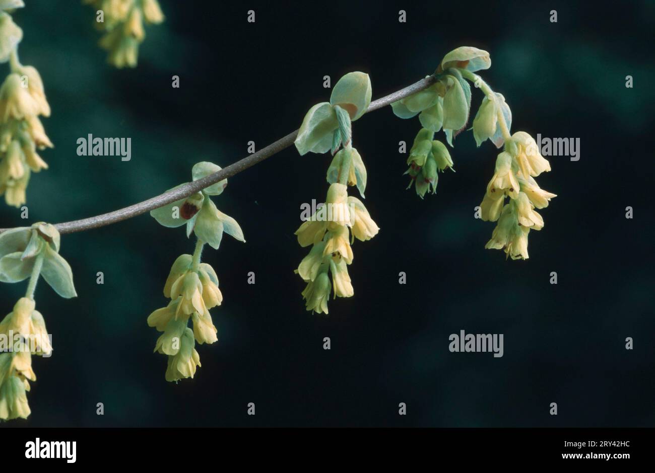 Buttercup Winter Hazel (Corylopsis spicata) (Corylopsis pauciflora ...