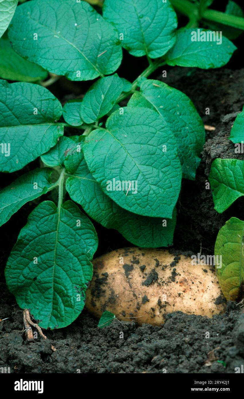 Potato (Solanum tuberosum), potato under potato leaves, crops ...