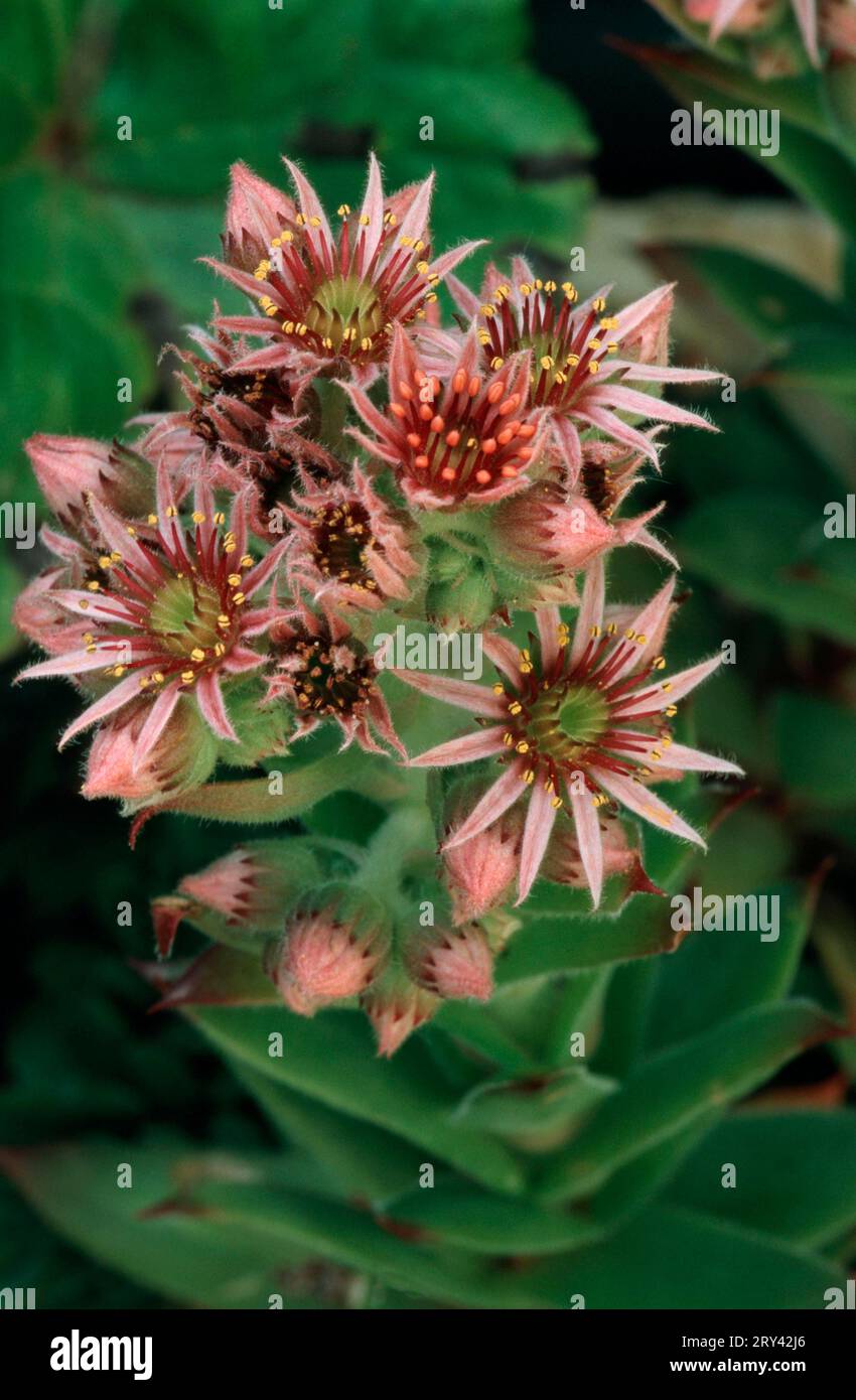 Hen-and-Chickens Houseleek (Sempervivum tectorum) (Sedum tectorum ...