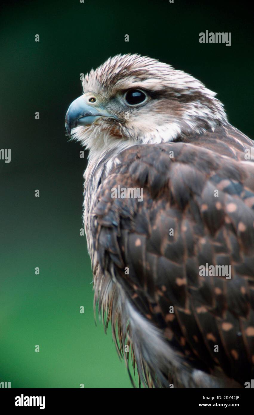 Falco biarmicus bird prey portrait hi-res stock photography and images ...