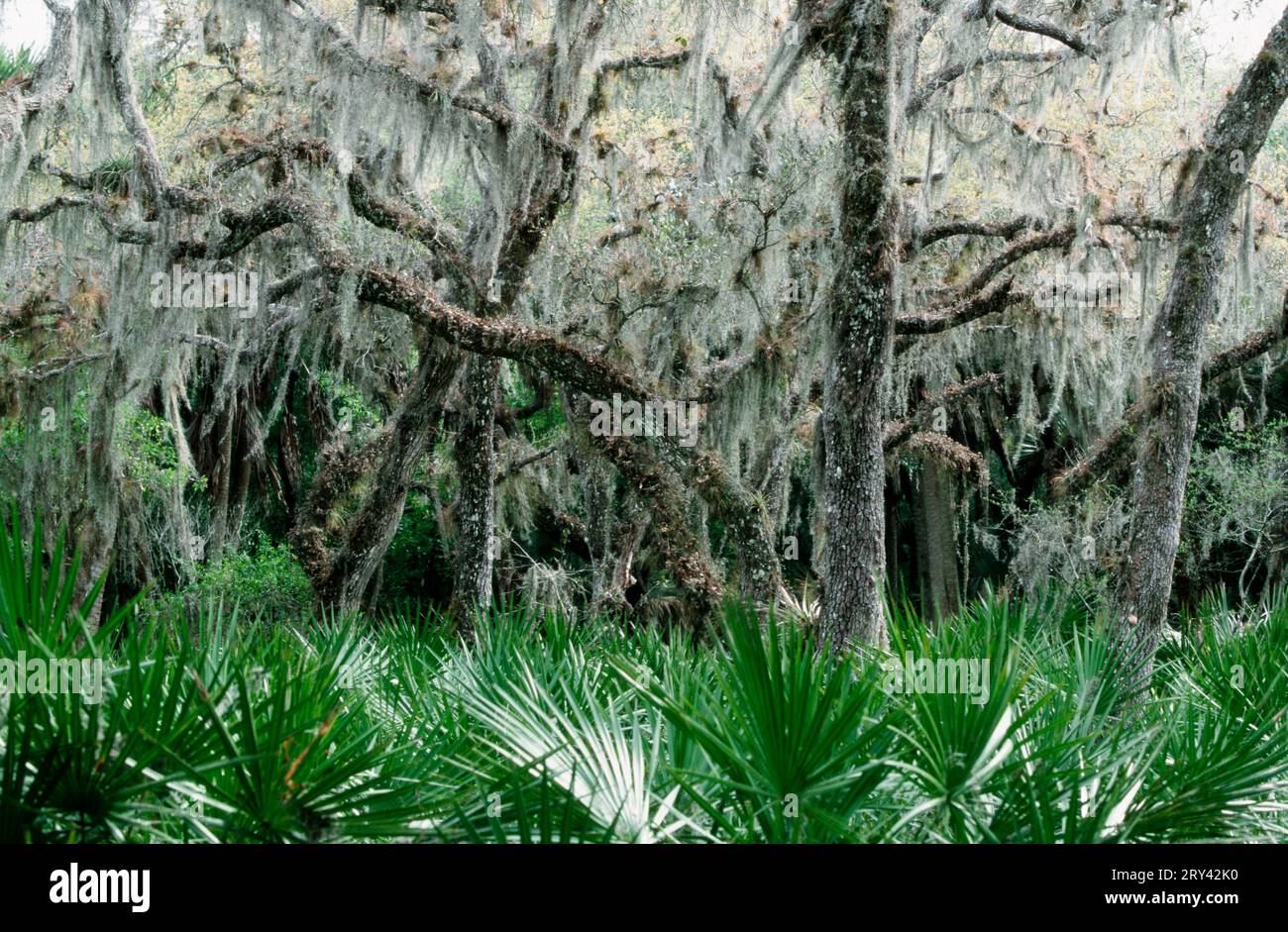 Saw palmetto (Serenoa repens) and Spanish Moss (Tillandsia usneoides ...