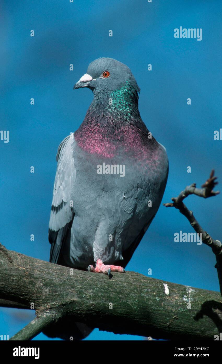 Pet pigeon pigeon adult hi-res stock photography and images - Alamy